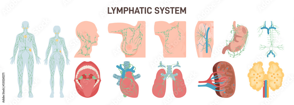 Poster Lymphatic system nods and organs – Tableau | Europosters