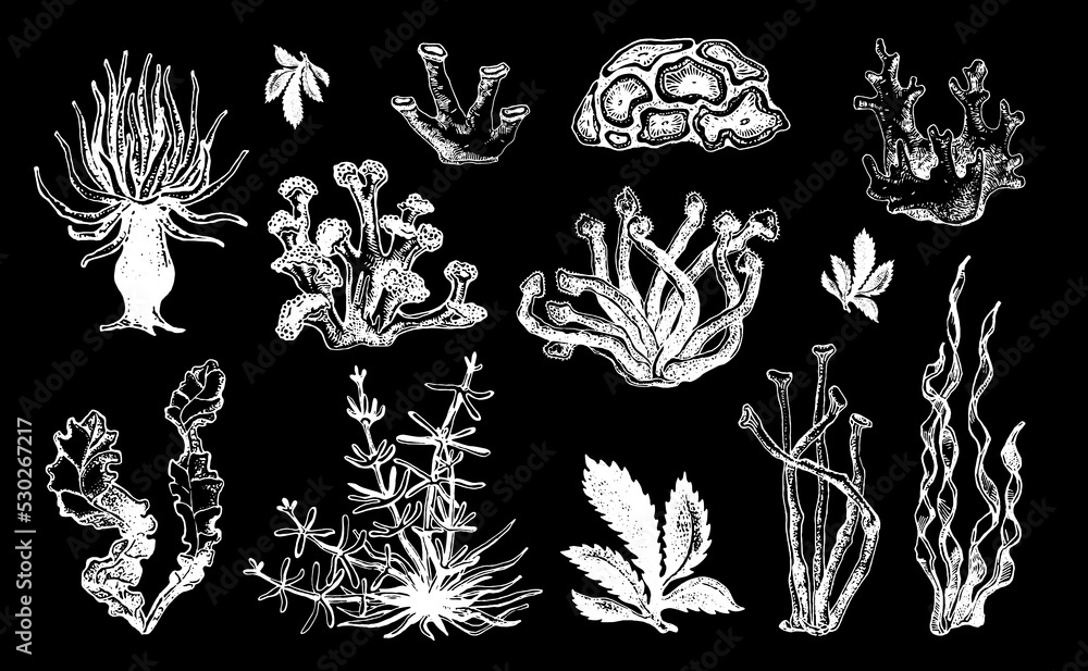 Collection of hand drawn ocean plants and coral reef elements. Algae ...