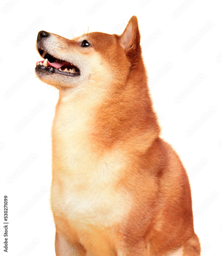 Smiling Dog Japanese