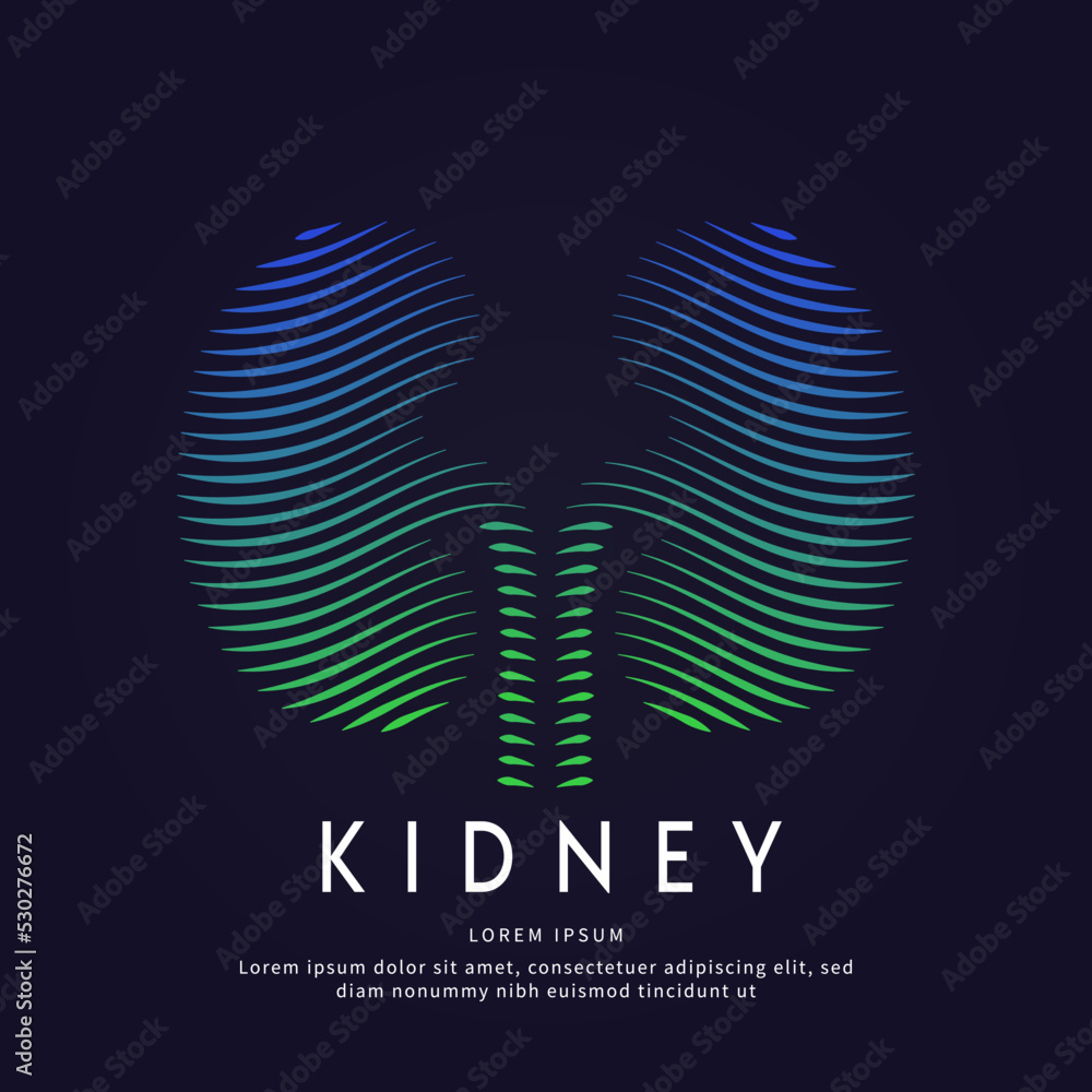Human kidney medical structure. Vector logo kidney color silhouette on ...
