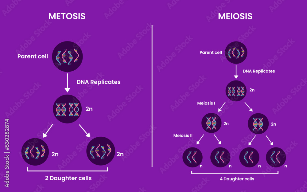 Differences Between Mitosis And Meiosis Mitosis Vs Meiosis Medical differences-between-mitosis-and-meiosis-mitosis-vs-meiosis-medical