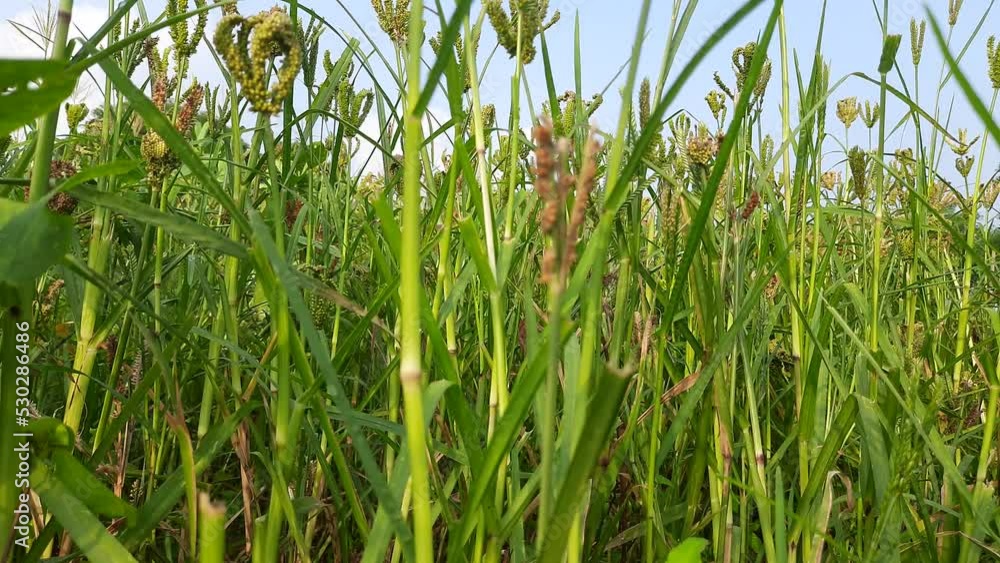 Video Stock Eleusine coracana or finger millet plants. It is called ...