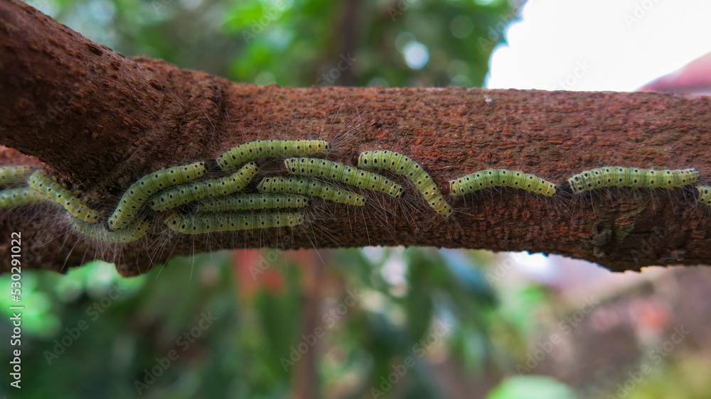 A group of caterpillar on longan tree line up on the tree branch. bokeh ...