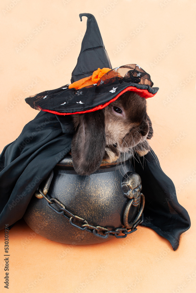 a charming rabbit in a sorceress hat sits in a cauldron on an orange ...