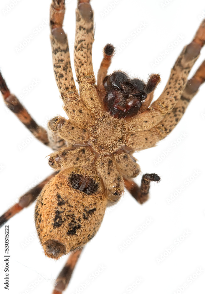 Nosferatu-Spinne, Bauch und Kauwerkzeuge von unten, auf weißem ...