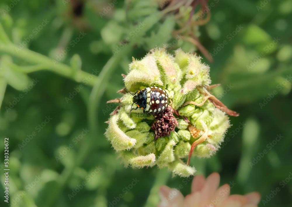 Top view of Southern green stink bug on calendula flower. 3th instar ...