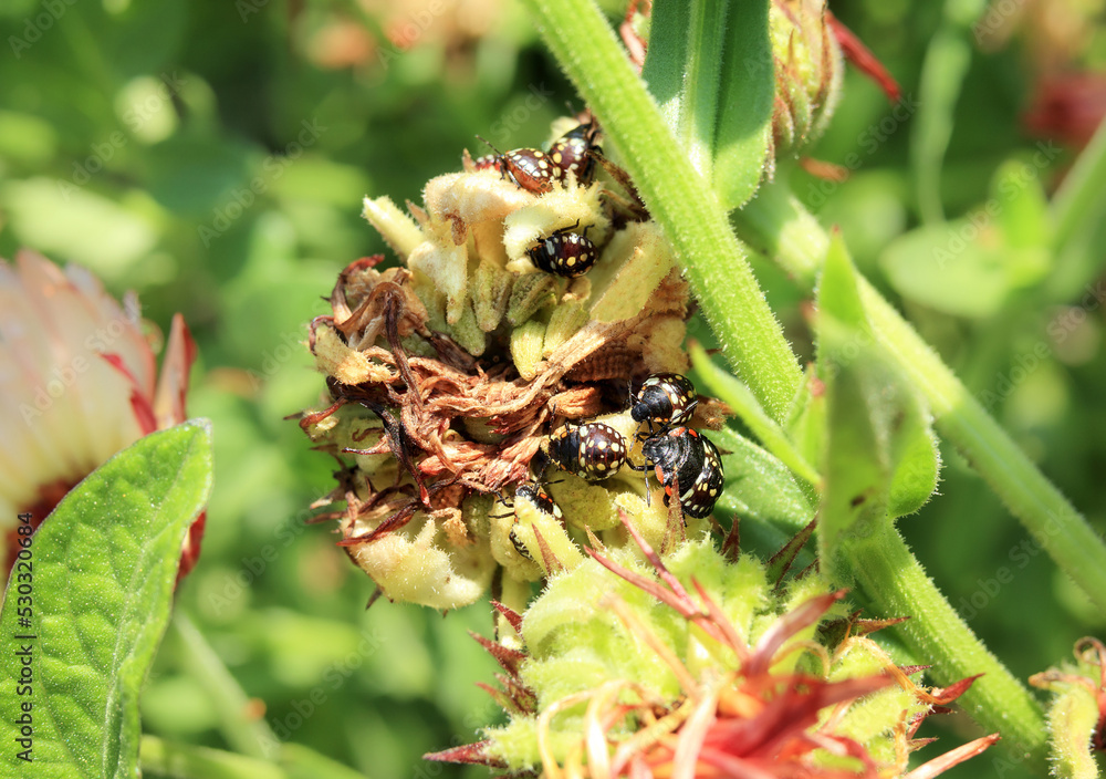 Southern green stink bug infestation on calendula flowers, top view ...