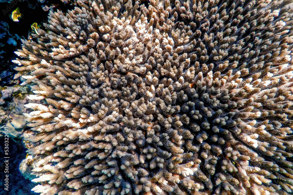 Coral texture underwater, Coral reef texture, Tropical waters Stock ...