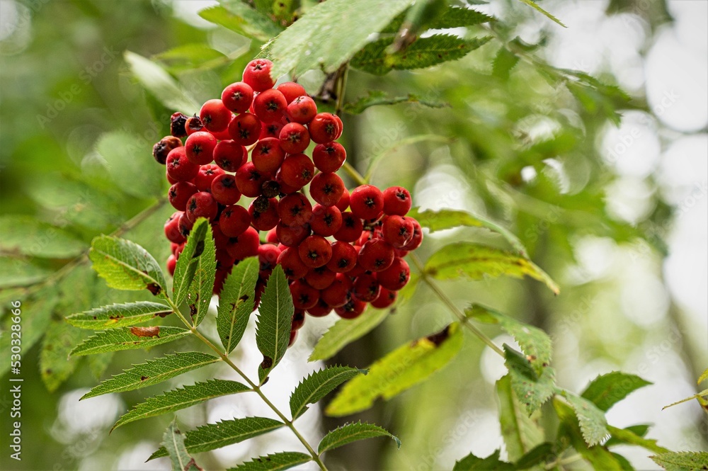 Reife rote Vogelbeeren - Die Reife der Vogelbeeren an den Ebereschen im ...