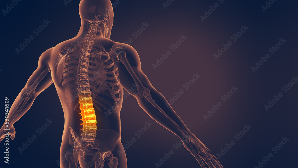 Human back Pain 3D illustration Stock-Illustration | Adobe Stock