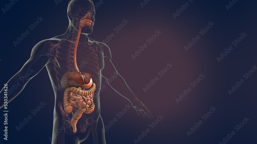 Anatomy of human digestive system 3D illustration Stock Illustration ...