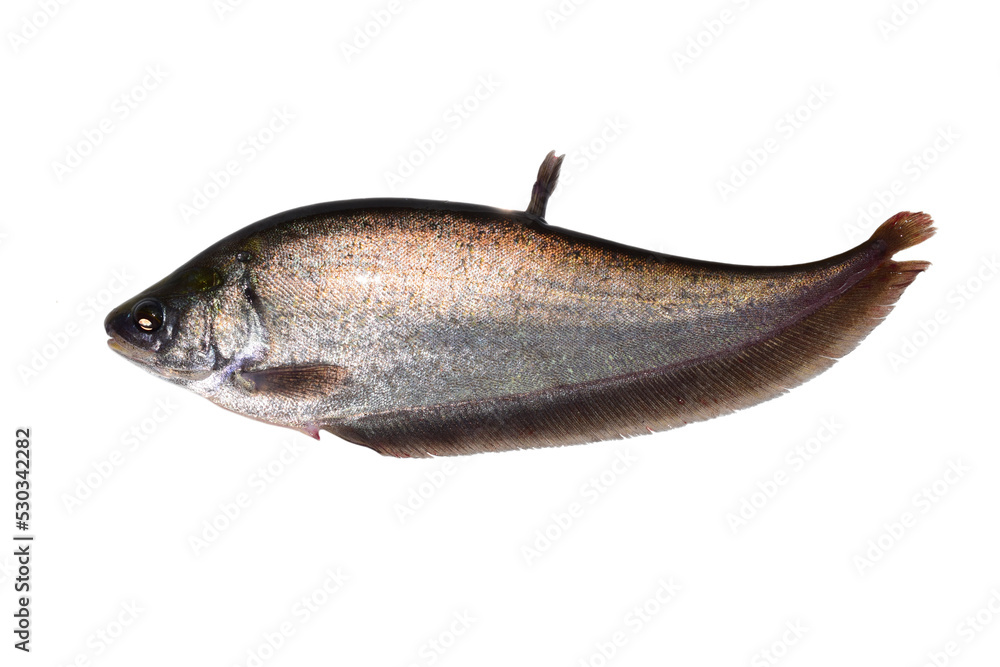 Notopterus Notopterus