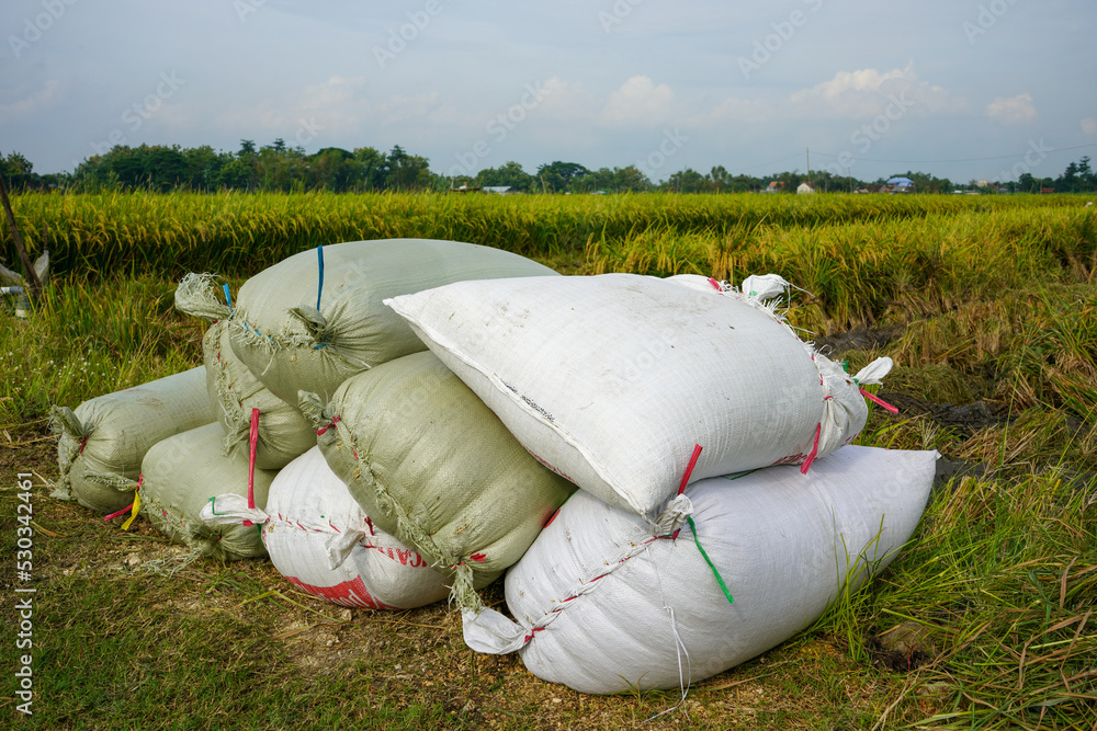 Pile of white rice sacks in green rice fields during harvest season ...