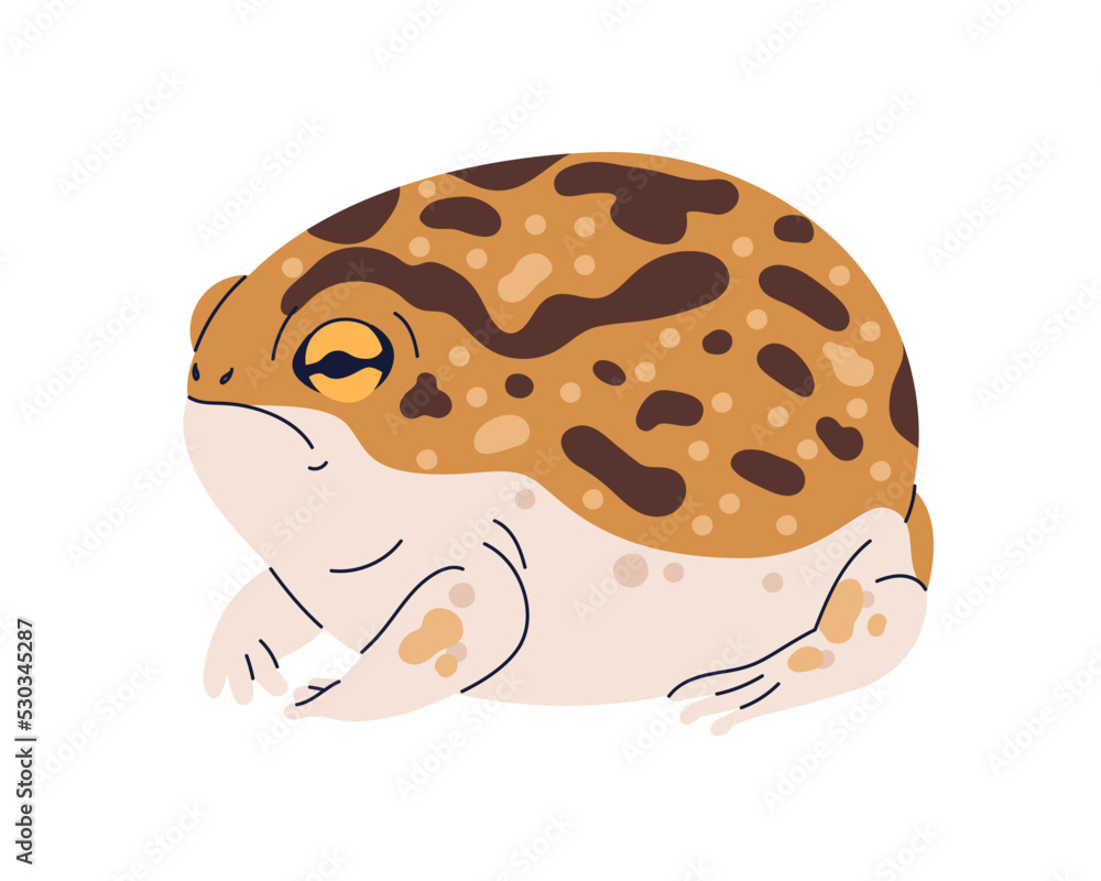 Common sand frog, sandy Tomopterna cryptotis. African amphibian reptile ...