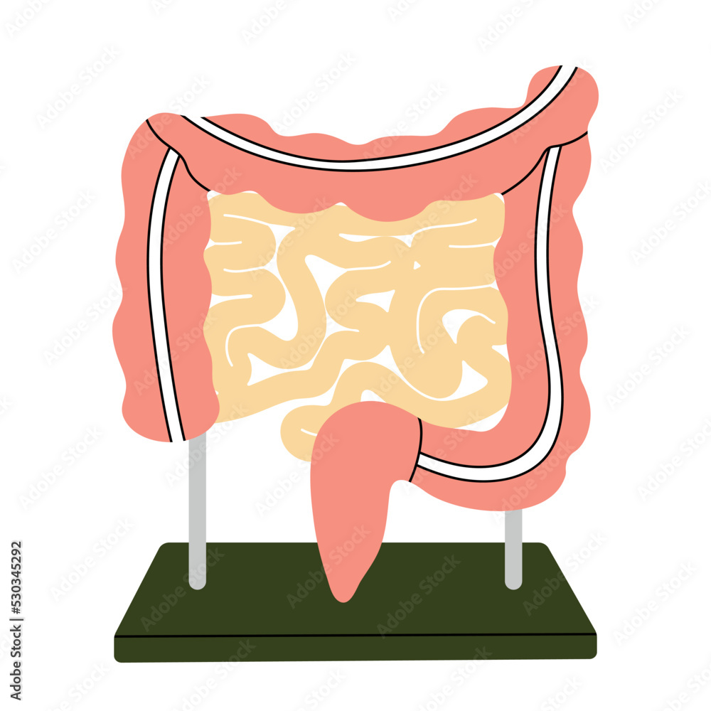 Model of human small and large intestine, flat line style stand ...
