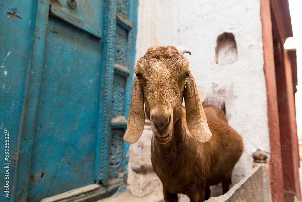 Curious goat with open mouth looking at the camera in a narrow street ...