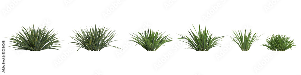 3d illustration of set Acorus calamus tree isolated on white and its ...