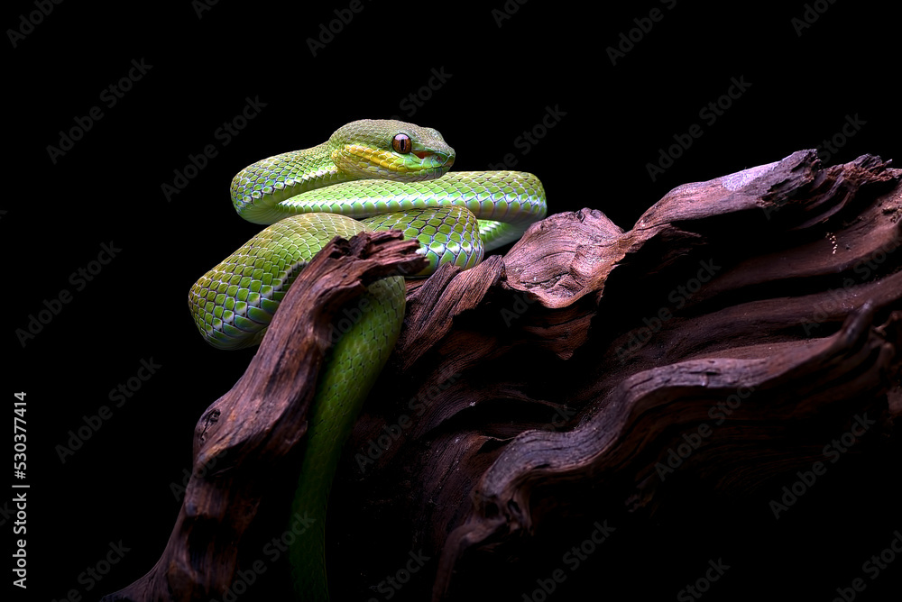 Lesser Sunda pit viper (Trimeresurus insularis) in black background ...