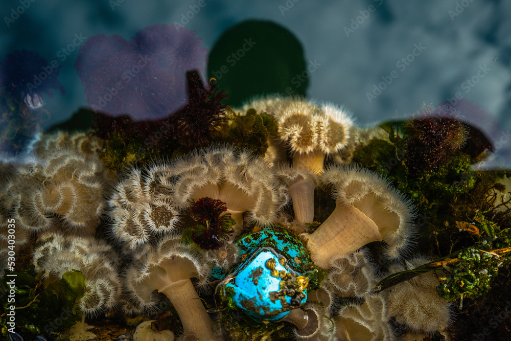 Sea anemone groups of predatory marine animals clustered under the dock ...