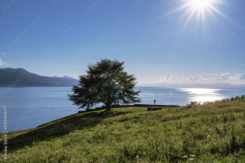 l'arbre solitaire et majestueux qui surplombe le lac Léman Stock Photo | Adobe Stock