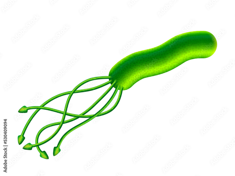 Helicobacter Pylori. Bacterium with flagella that causes gastritis ...