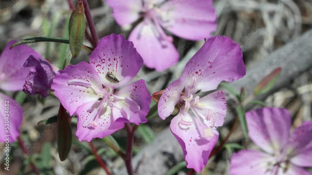Pink flowering axillary indeterminate raceme inflorescences of Clarkia ...