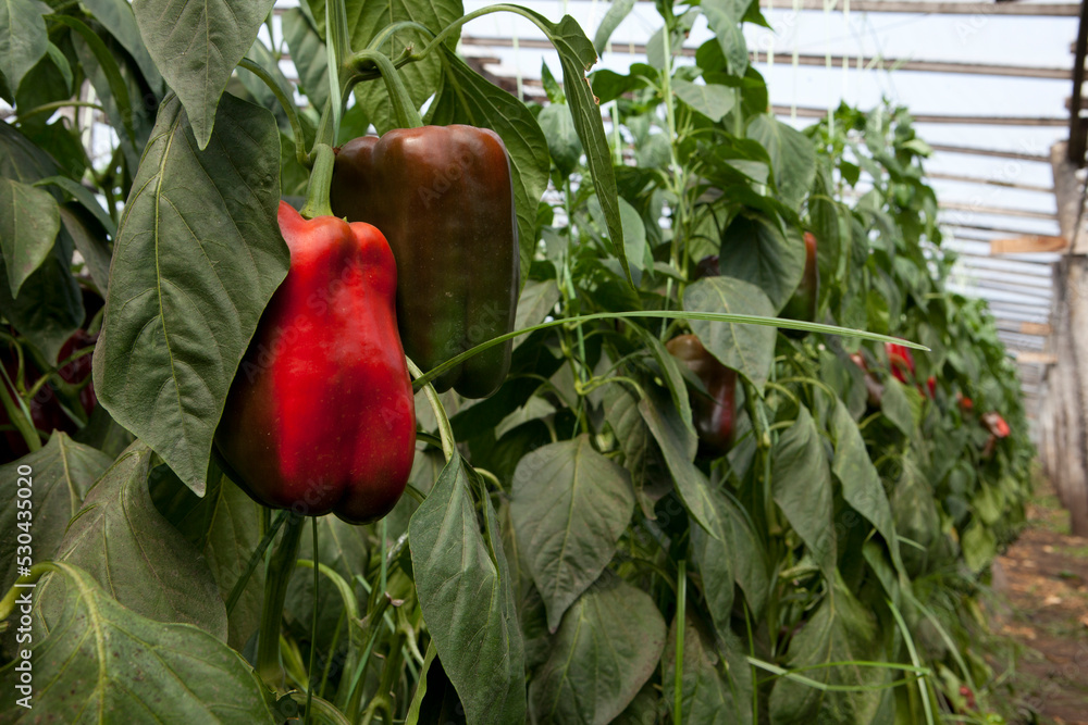 morron rojo en cosecha Stock Photo | Adobe Stock