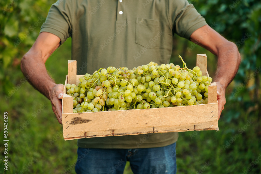 Harvesting Grapes In The Fields Working