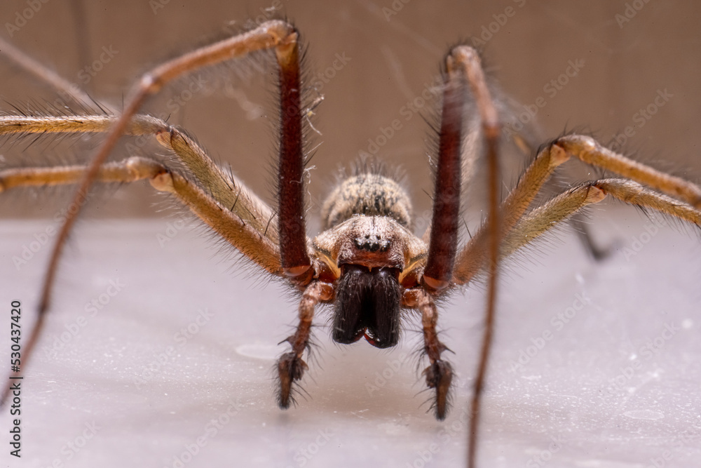 Macro photo of a Eratigena atrica also known as Giant house spider ...