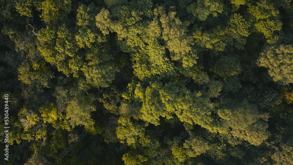 Drone flights forward in top of very green forest during sunset (golden ...