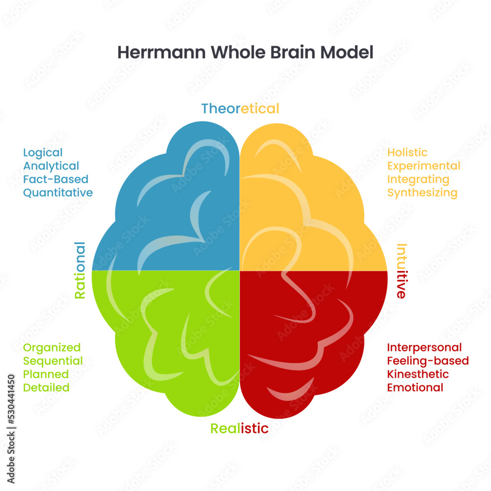 Herrmann's Whole Brain Model infographic vector Stock Vector | Adobe Stock