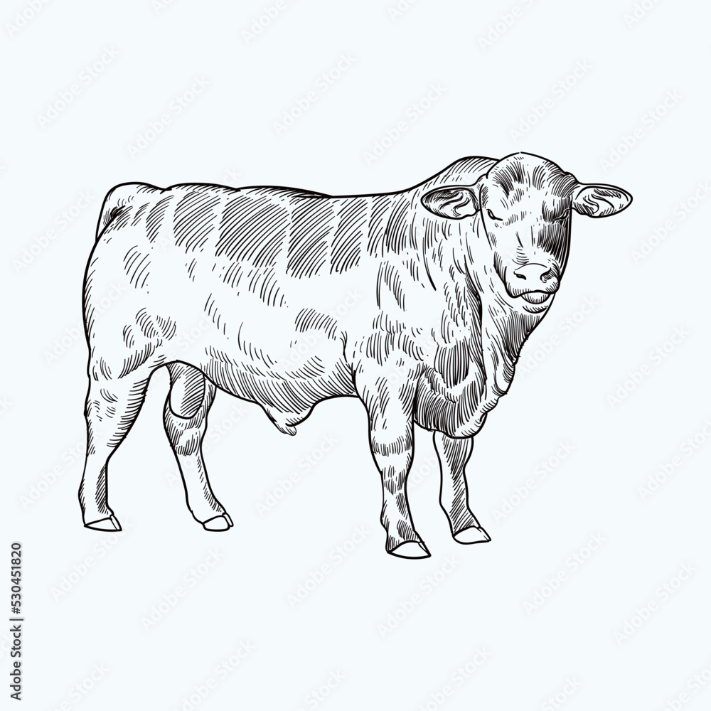 Vintage hand drawn sketch brangus brahman angus cattle (for more draw ...