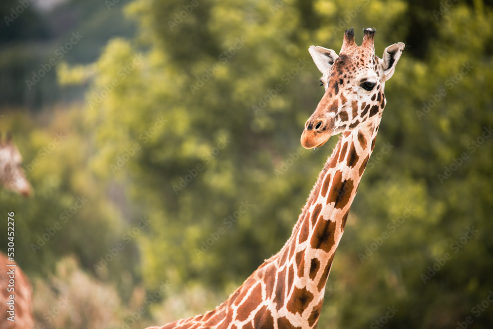 jirafa ภาพถ่ายสต็อก | Adobe Stock