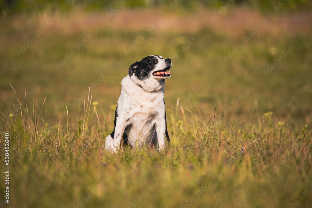perro sentado Stock Photo | Adobe Stock