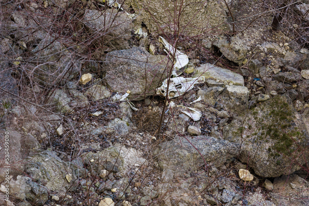 Bones and skulls of animals that fell off a cliff onto rocks. Creepy ...