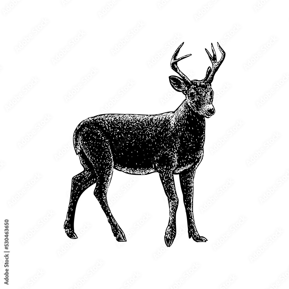 Key Deer hand drawing vector illustration isolated on background Stock ...