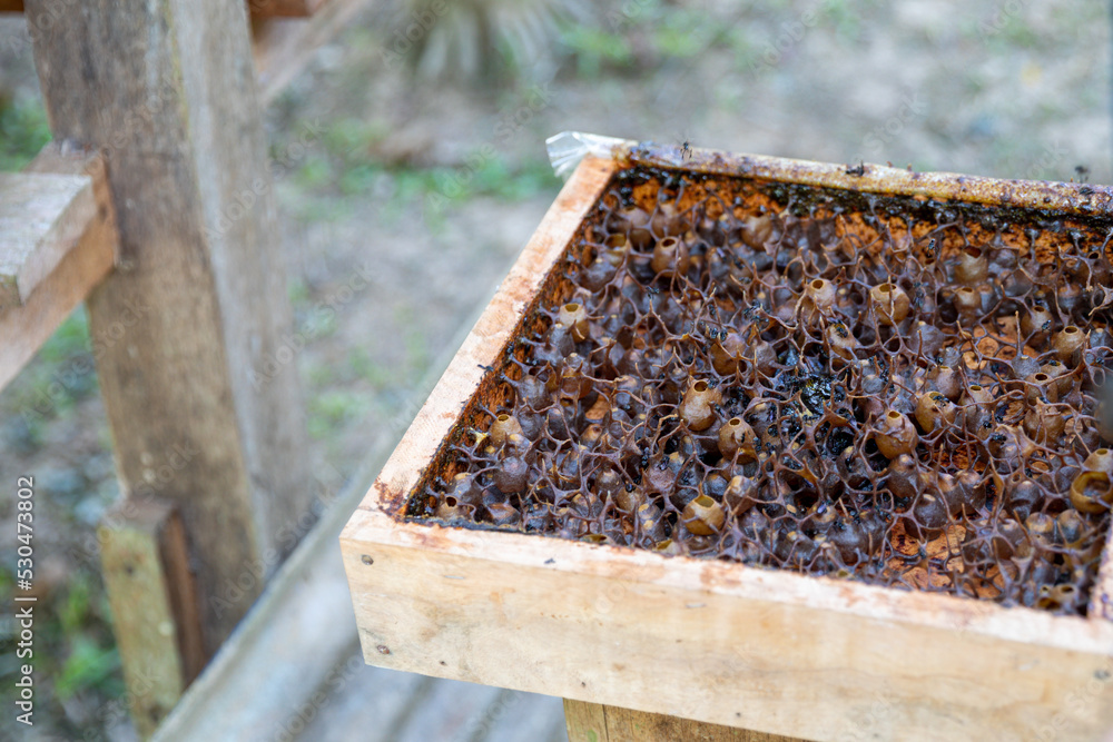 box for stingless bee cultivation galo-galo. Type Heterotrigona itama ...
