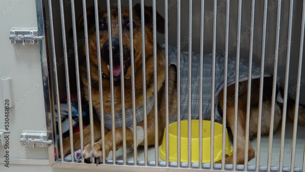 Mixed breed dog in animal shelter kennel cage sad face lonely scared at ...