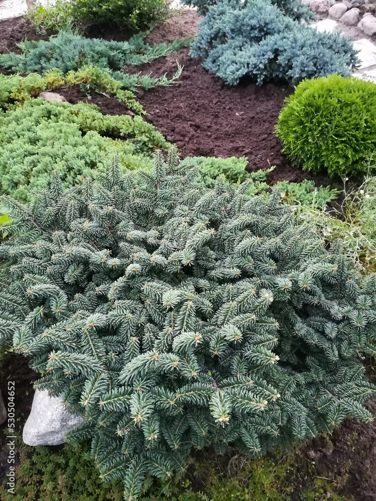 garden Alpine hill with dwarf conifers:Thuja occidentalis Danica ...