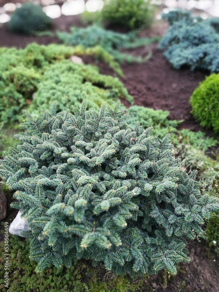 garden Alpine hill with dwarf conifers:Thuja occidentalis Danica ...