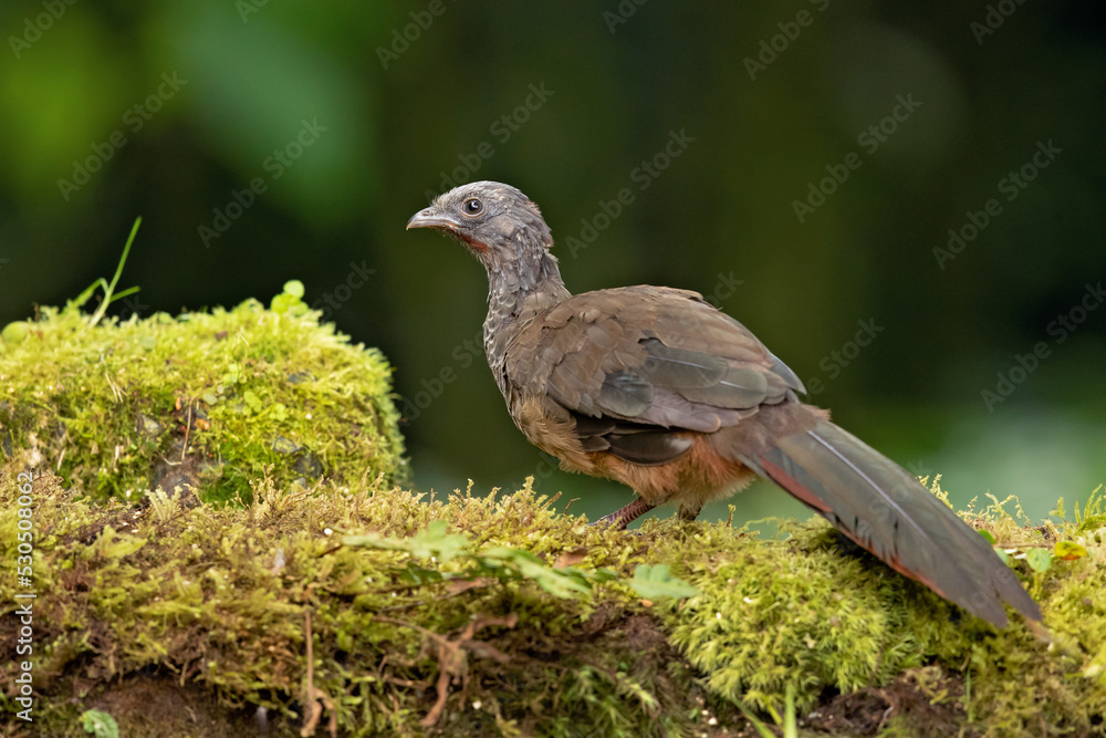 Colombian chachalaca (Ortalis columbiana) is a species of bird in the ...