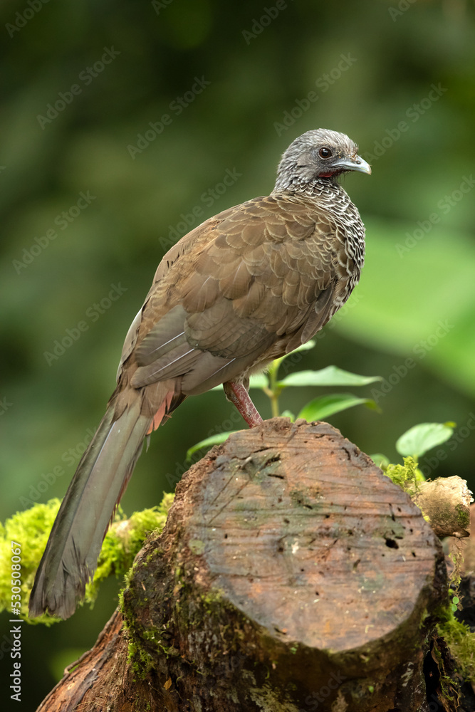 Colombian chachalaca (Ortalis columbiana) is a species of bird in the ...