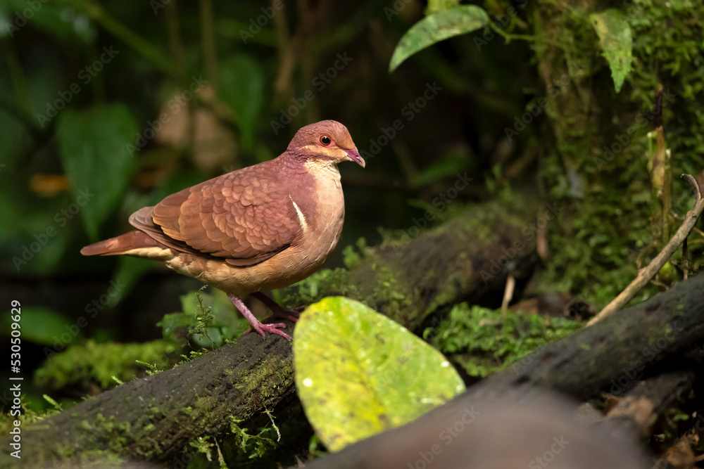 Ruddy quail-dove (Geotrygon montana) is a species of bird in the dove ...