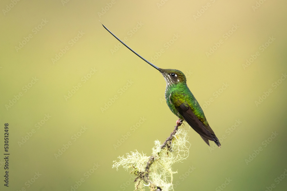 Sword-billed hummingbird (Ensifera ensifera), also known as the ...