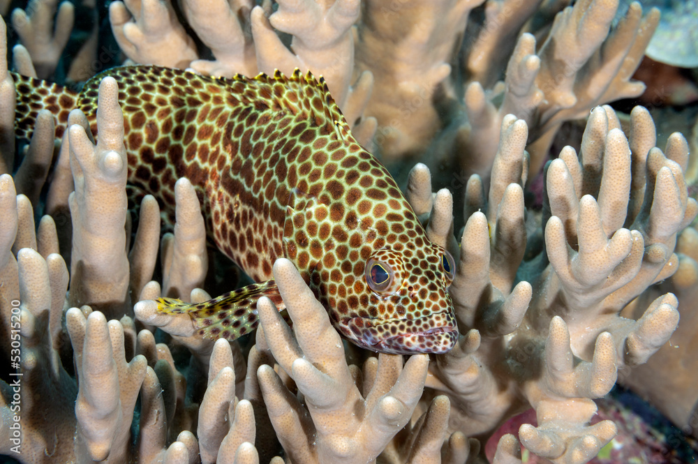 Poster Honeycomb grouper, Ephinephelus merra, Raja Ampat Indonesia ...