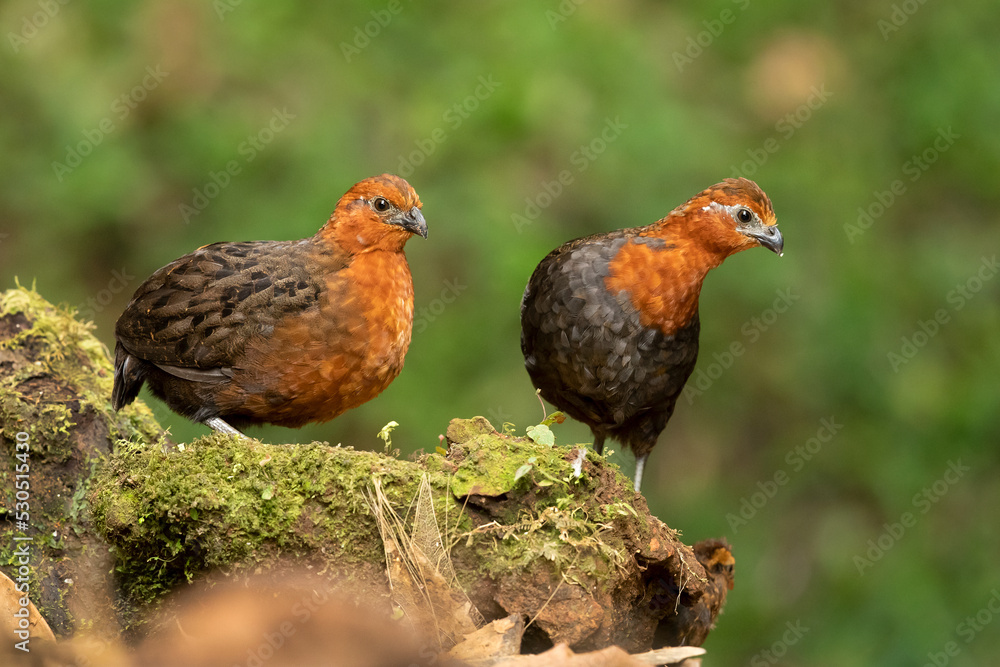 Chestnut wood quail (Odontophorus hyperythrus) is a bird species in the ...