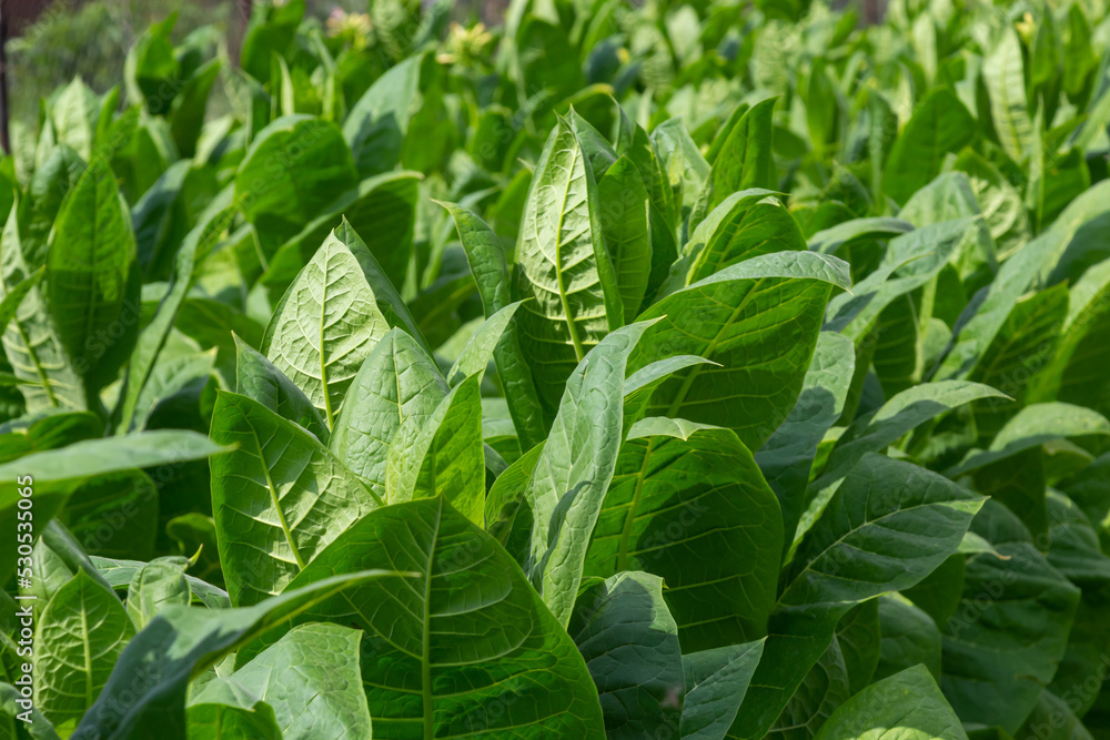 Green leaf tobacco in a blurred tobacco field background, close up ...