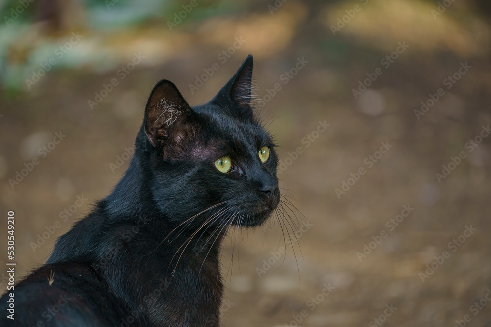 It was developed by breeding the Bombay cat, the Burmese cat and the ...