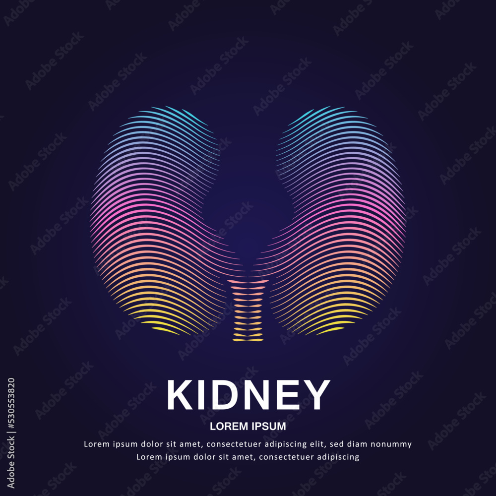 Human kidney medical structure. Vector logo kidney color silhouette on ...