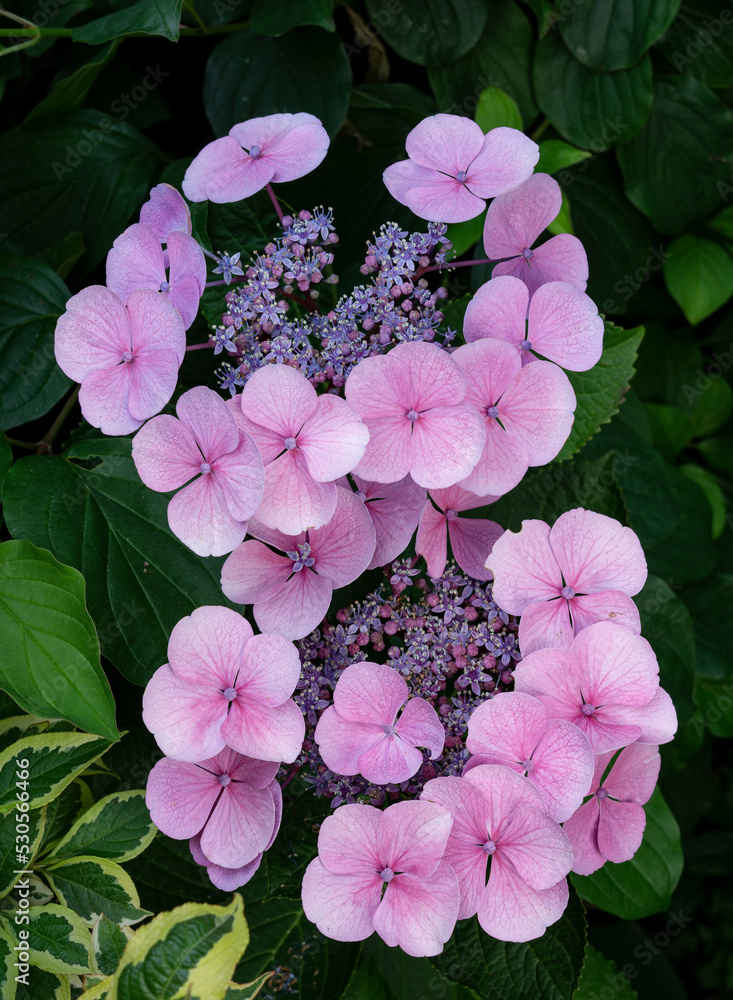 Poster Flowering purple-pink hydrangea with complete and incomplete ...